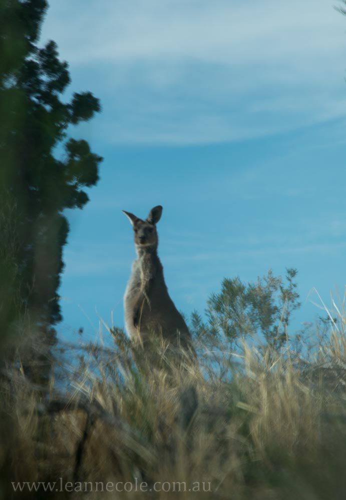A Quick Look at Lake Albacutya – LEANNE COLE
