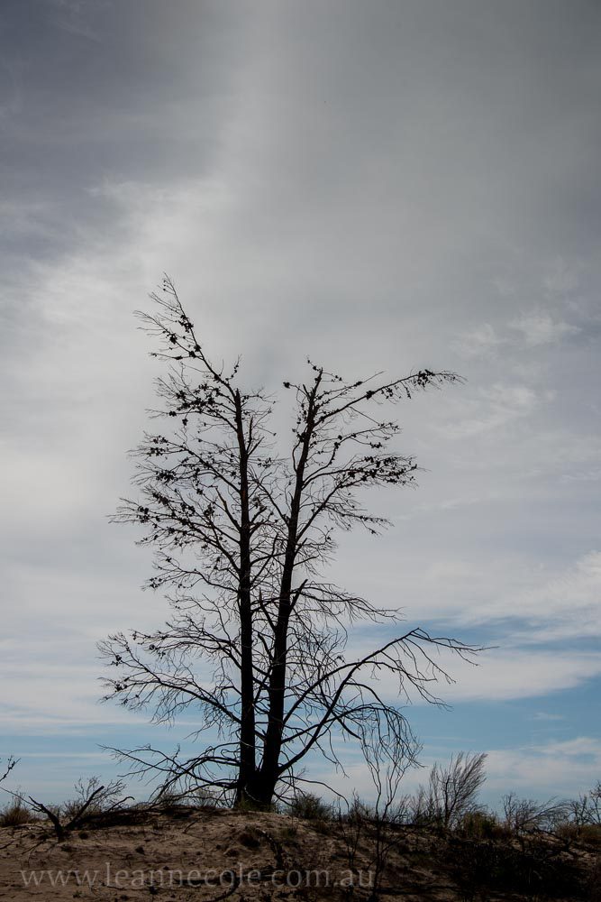 A Quick Look at Lake Albacutya – LEANNE COLE