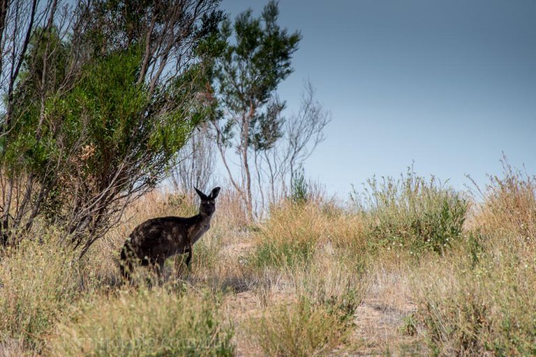 A Quick Look at Lake Albacutya – LEANNE COLE