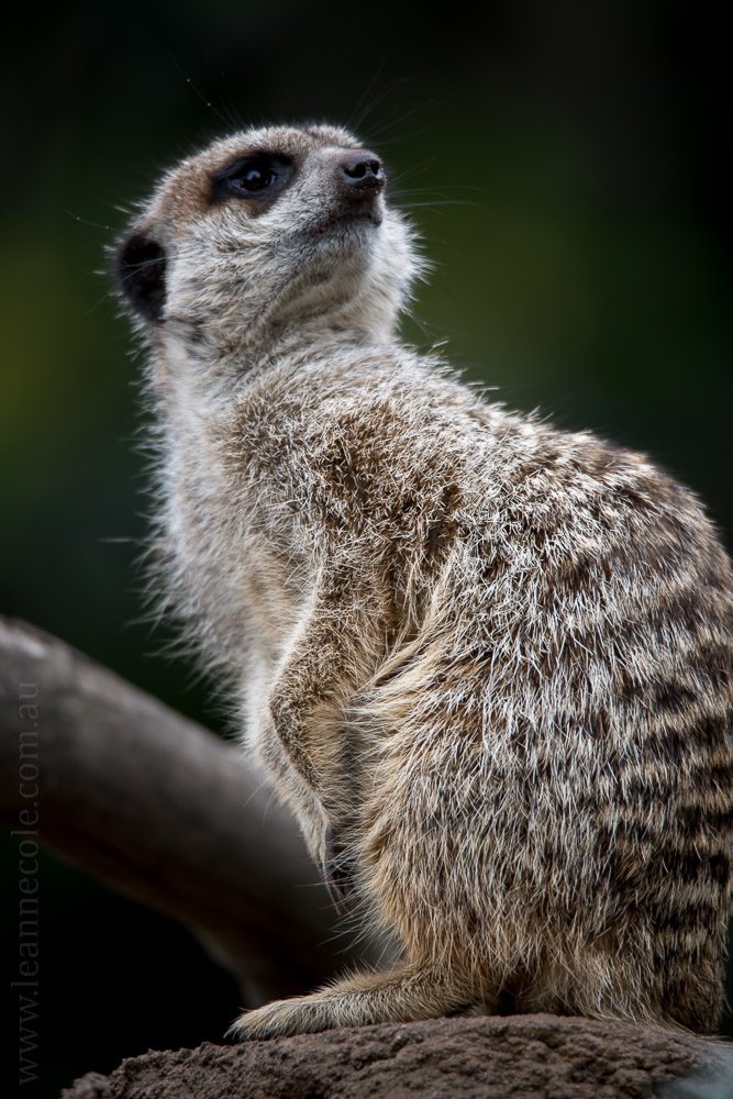 Using the Tamron 150-600mm lens at Melbourne Zoo – LEANNE COLE