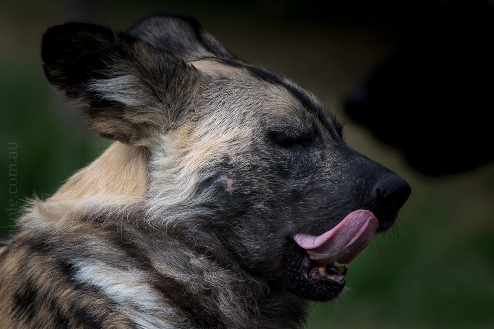 Using the Tamron 150-600mm lens at Melbourne Zoo – LEANNE COLE