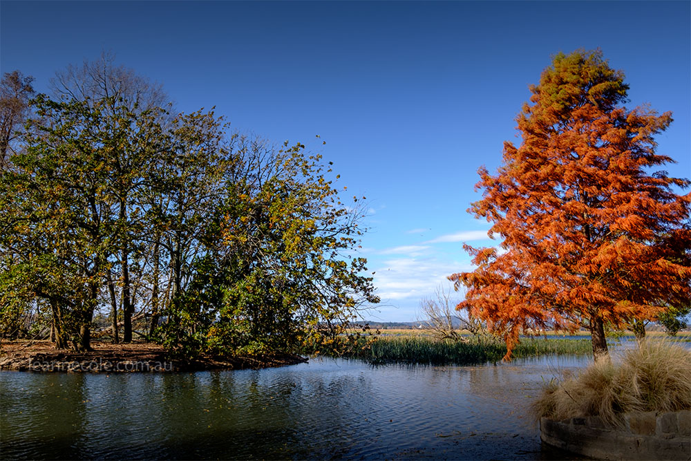 Photo Challenge 10 – Trees – LEANNE COLE