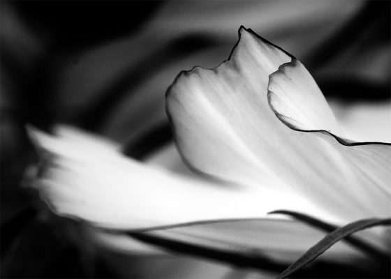 Monchrome Madness – Florals with no colour – LEANNE COLE