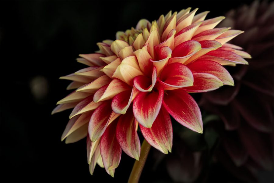 Floral Friday – Dahlias – LEANNE COLE