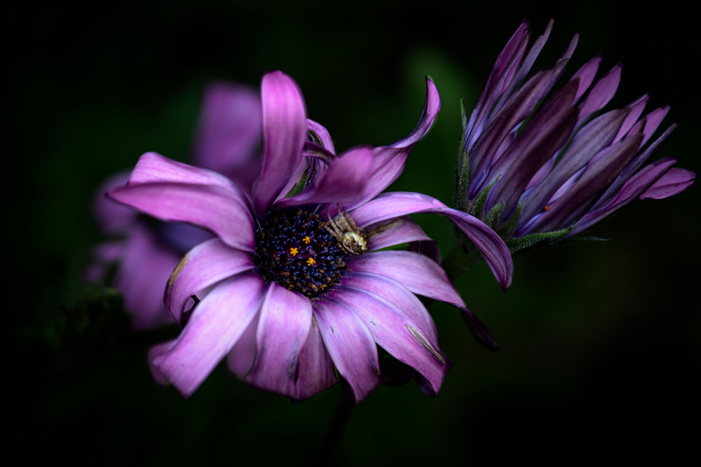 Spring is in the air – flowers are blooming in the garden – LEANNE COLE