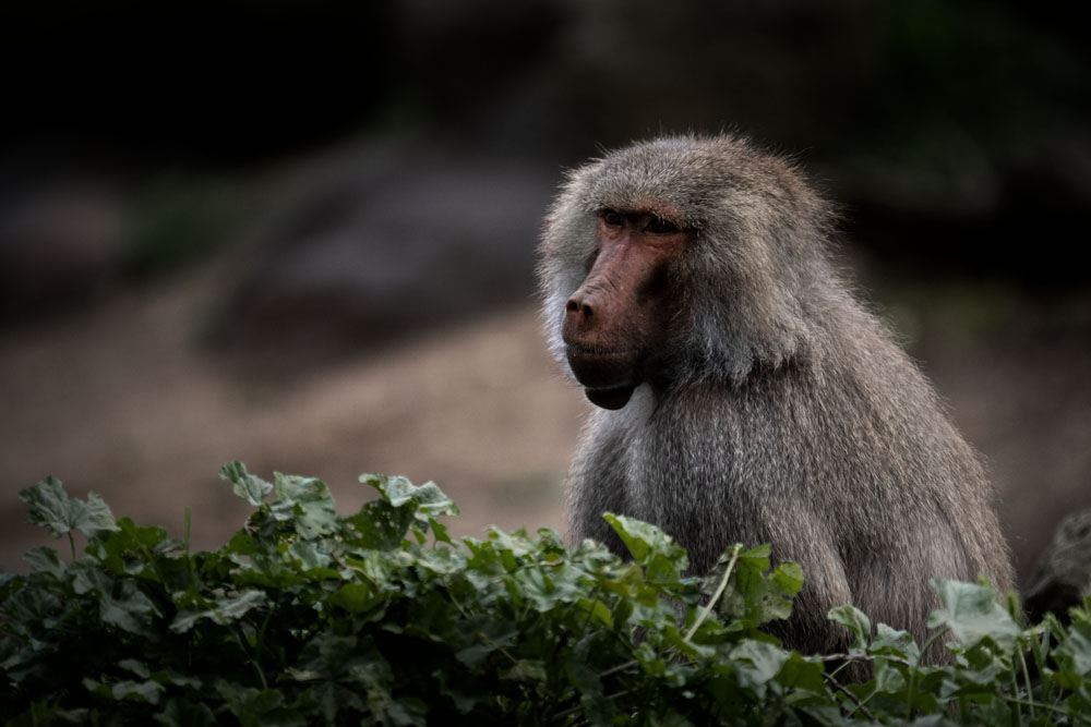 More from the Tamron 150-500mm – Animals at the Zoo – LEANNE COLE