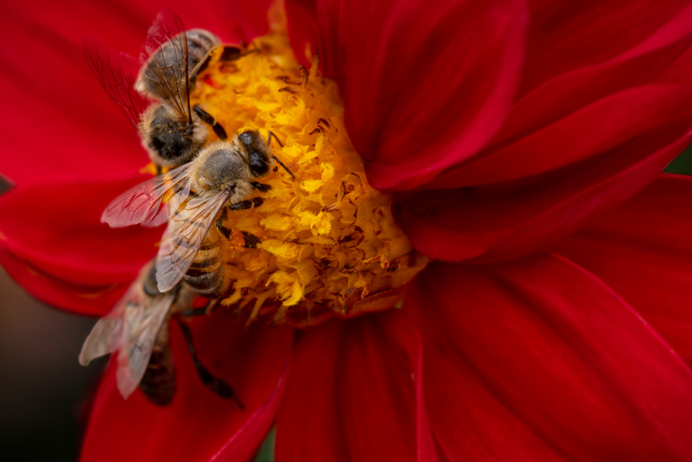 Silent Sunday – Busy Bees – LEANNE COLE