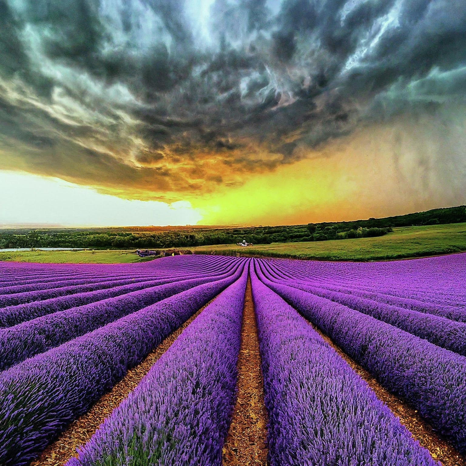 image_fx_create_an_image_of_lavender_fields_on_a_storm (3) – LEANNE COLE
