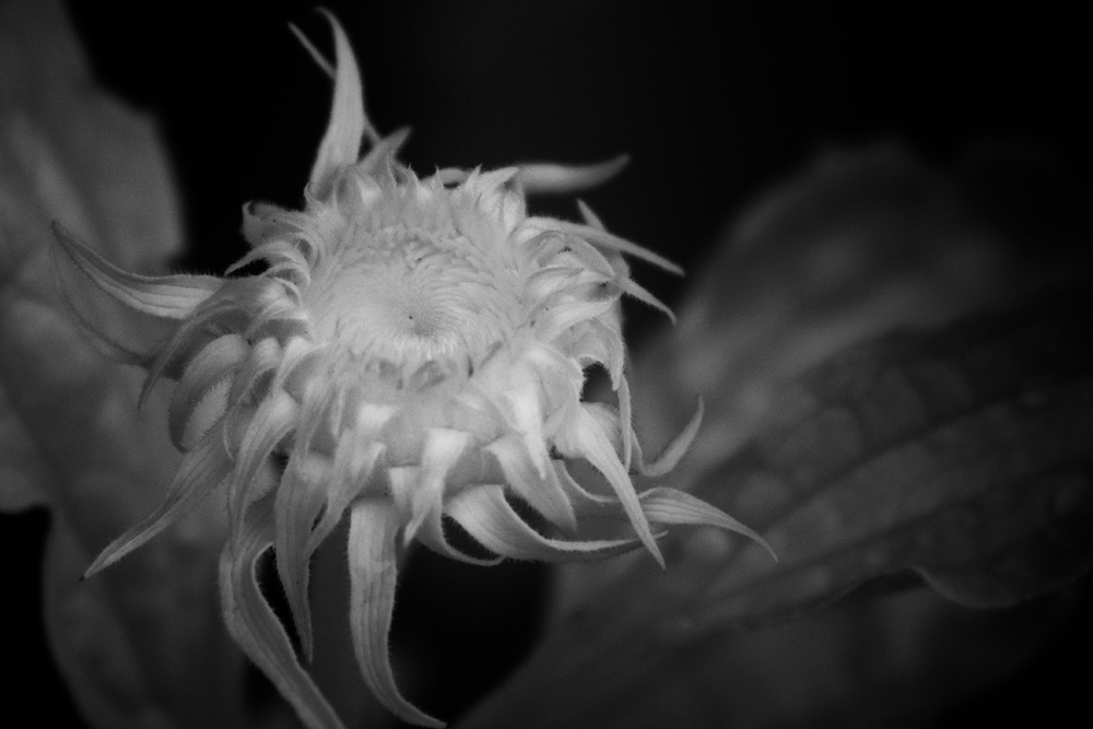 Floral Friday – More flowers with the infrared camera – LEANNE COLE